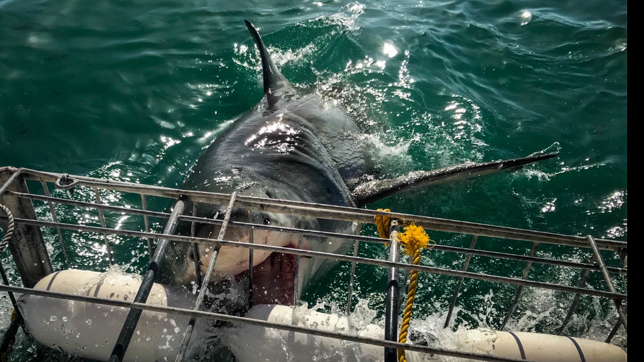 Shark Tours South Africa